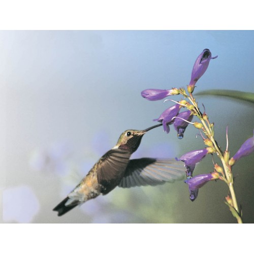 Hummingbird, 32 Labels, #40078 | Bader Beer & Wine Supply