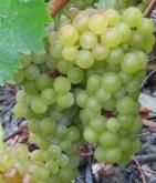 Bader Beer & Wine Supply