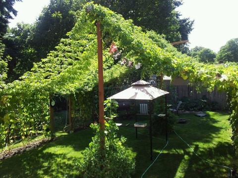 Hop Growing Instructions | Bader Beer & Wine Supply